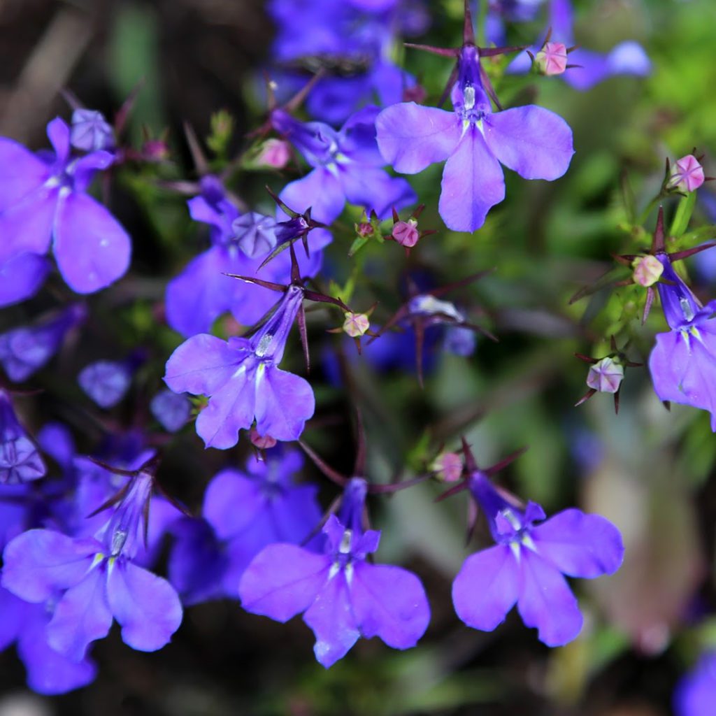 50 Blue Velvet Lobelia Seeds - Welldales
