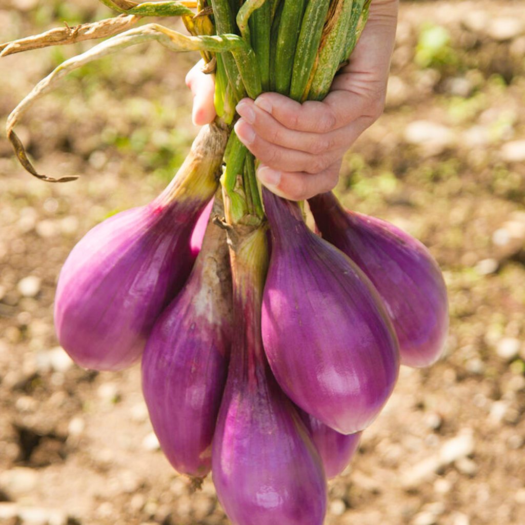 50 Long Scarlet Red Onion Seeds - Welldales