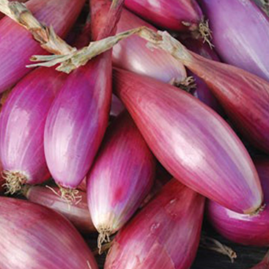 50 Long Scarlet Red Onion Seeds - Welldales