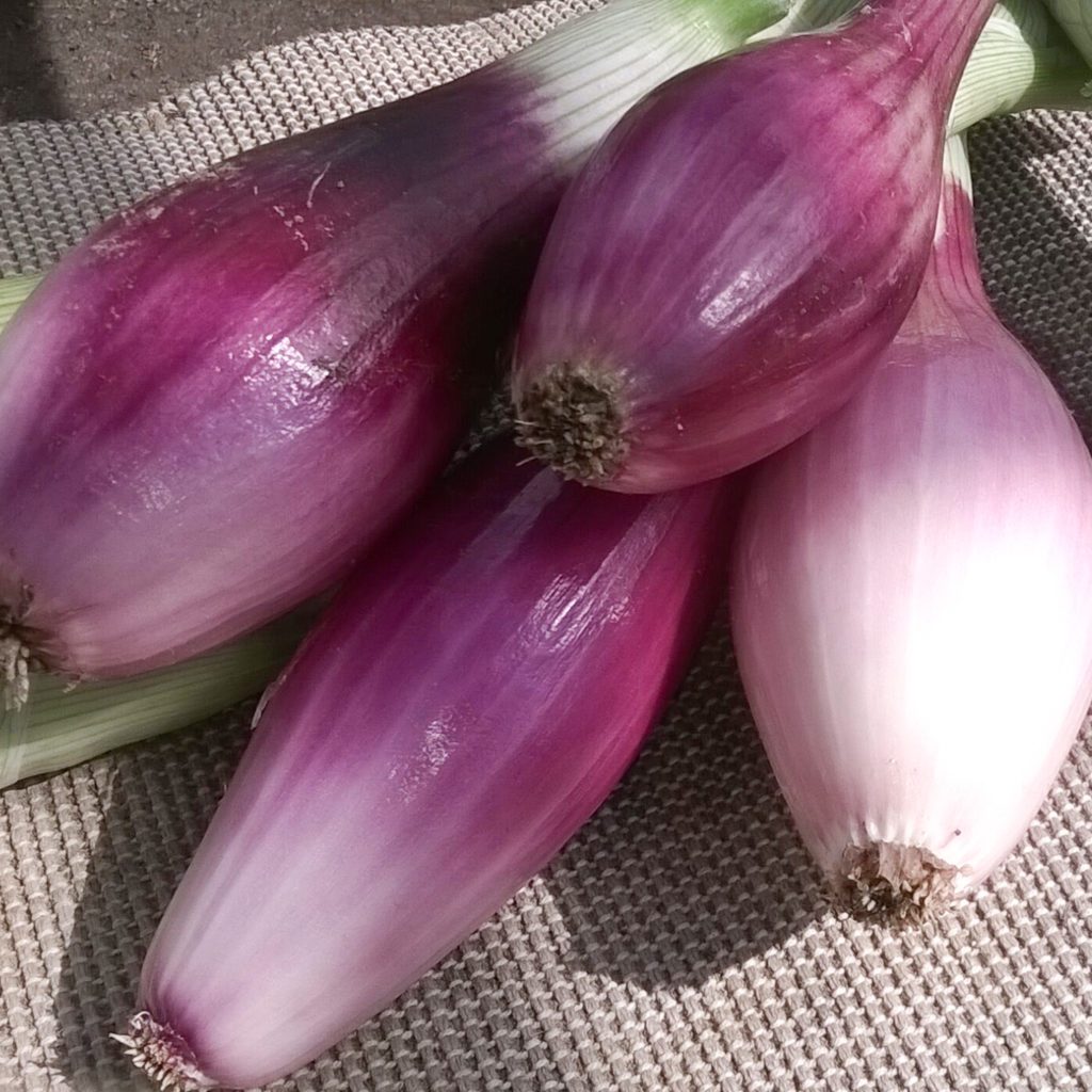 50 Long Scarlet Red Onion Seeds - Welldales