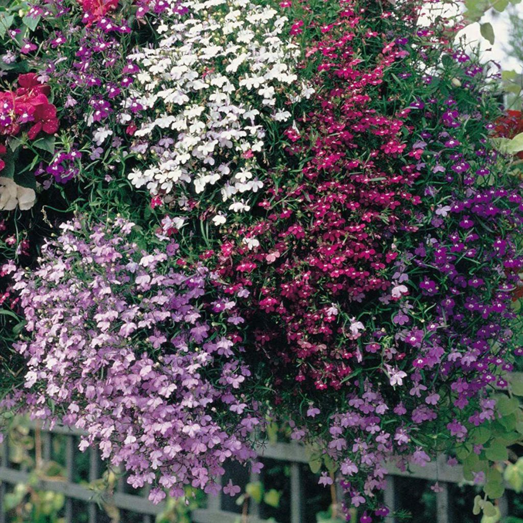 50 Mixed Cascading Lobelia Seeds - Welldales