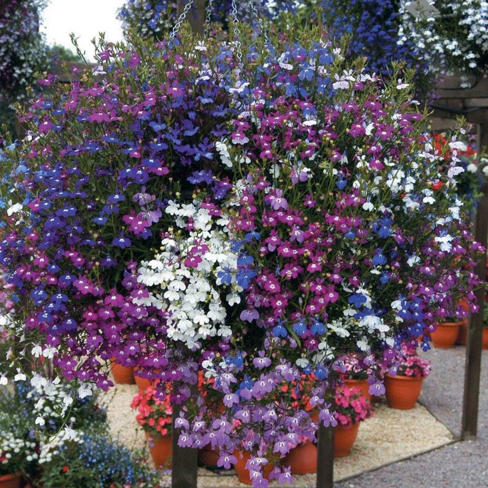 Creeping Phlox Seeds 600+ Flower Seeds - Ground Cover & Hanging Basket ...