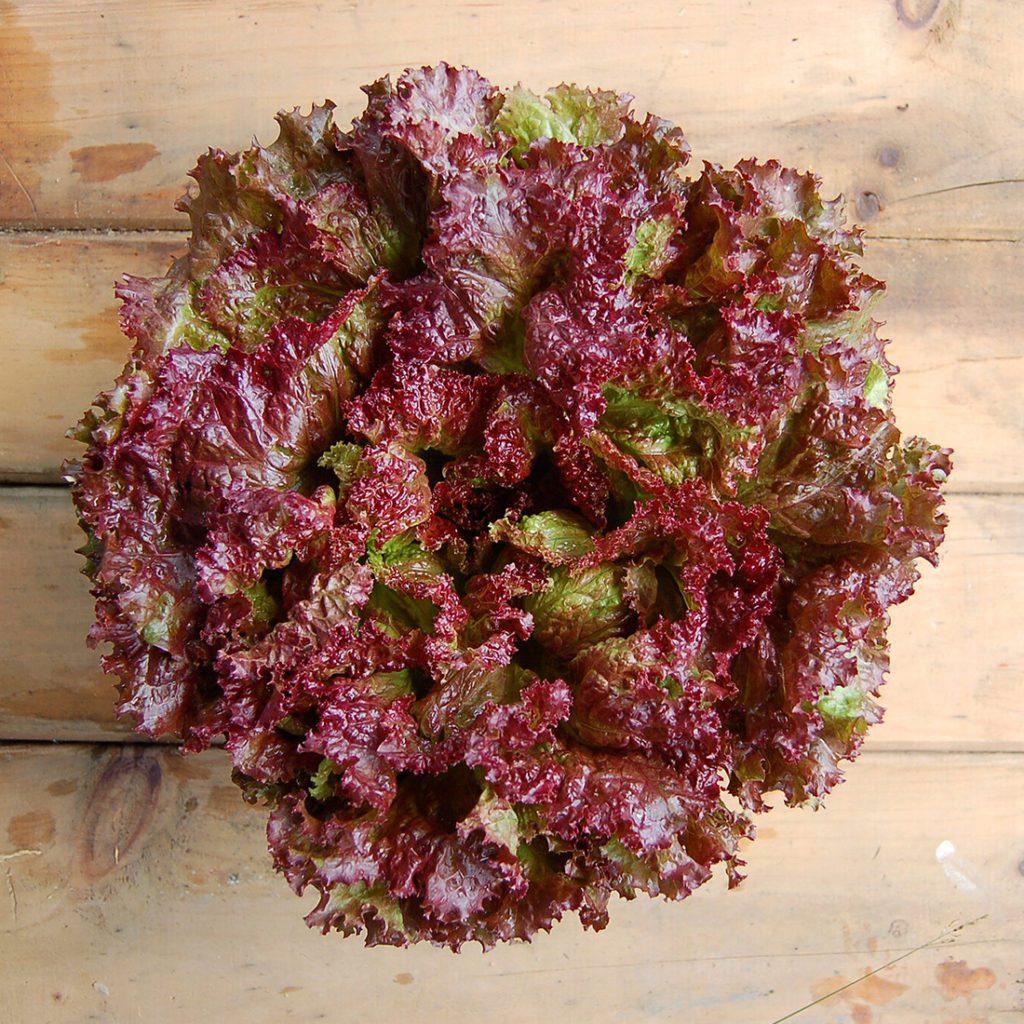 50 Red Apache Lettuce Seeds - Welldales