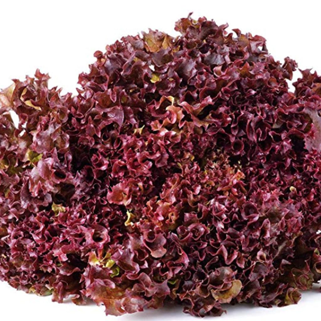 50 Red Apache Lettuce Seeds - Welldales