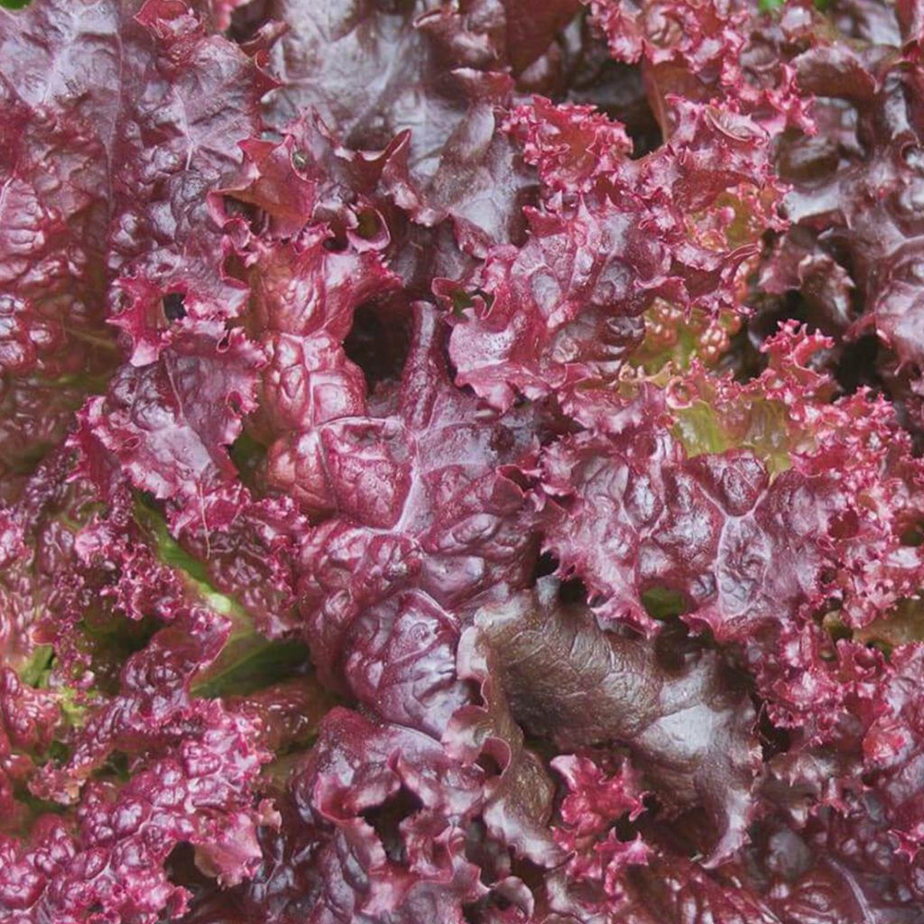 50 Red Apache Lettuce Seeds - Welldales