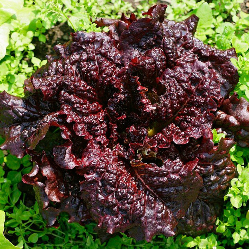 50 Red Apache Lettuce Seeds - Welldales