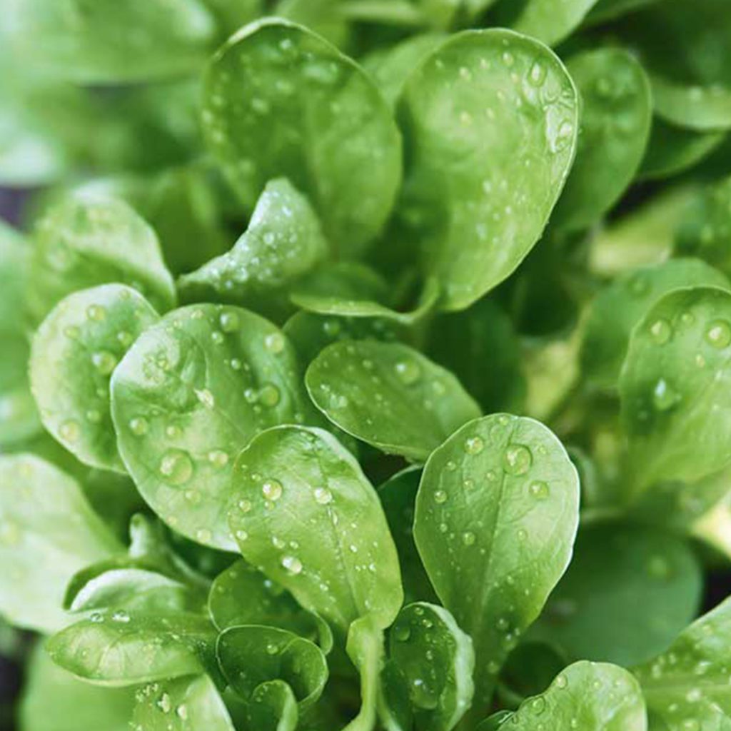 50 Corn Salad Lambs Lettuce Seeds - Welldales