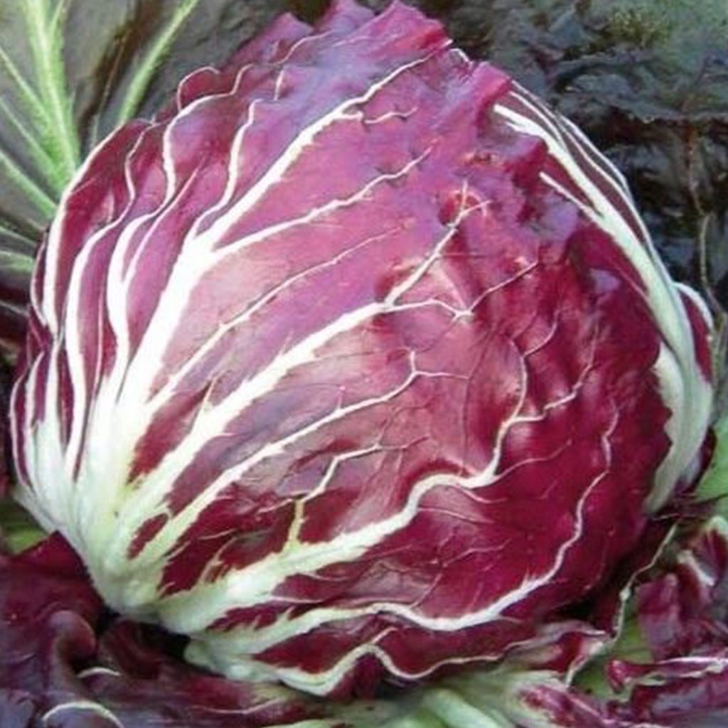 50 Red Ball Chicory Seeds - Welldales