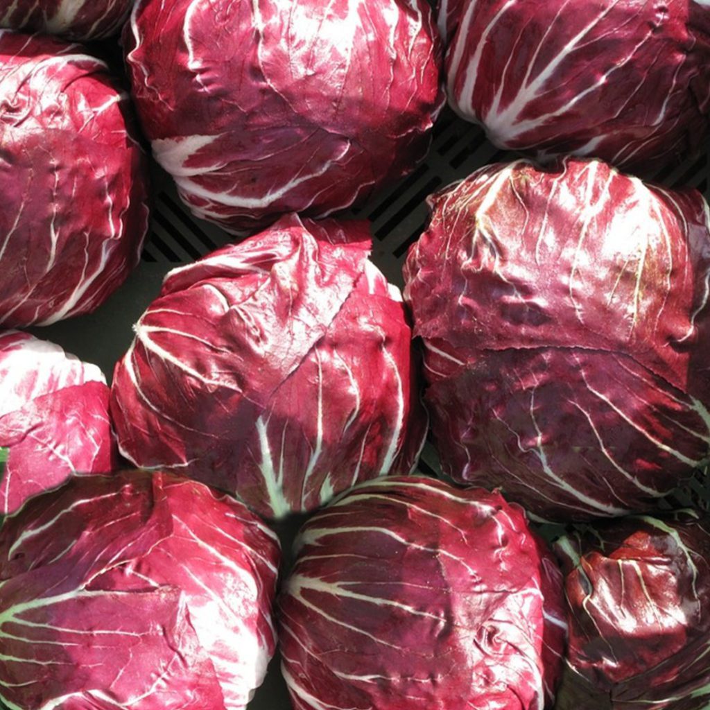 50 Red Ball Chicory Seeds - Welldales