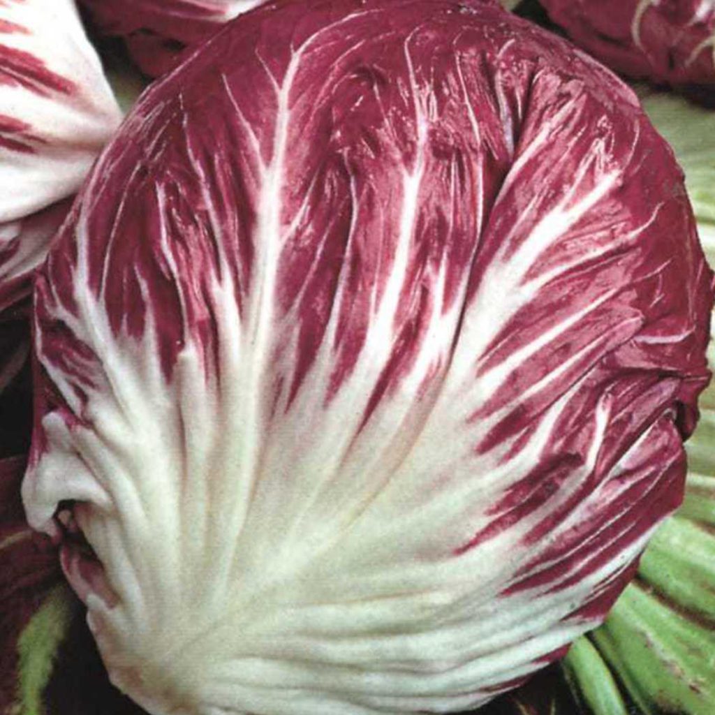 50 Red Ball Chicory Seeds - Welldales