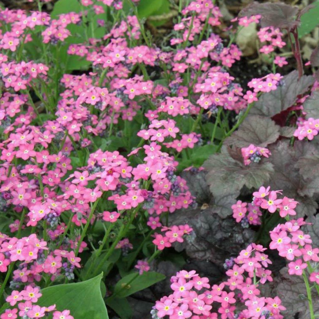 50 Pink Rose Forget Me Not Seeds - Welldales