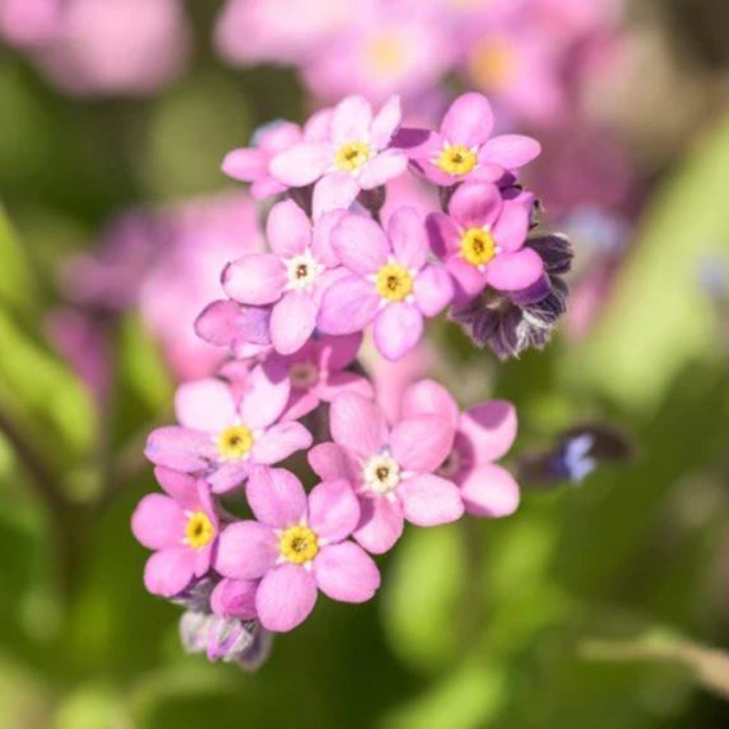 50 Pink Rose Forget Me Not Seeds - Welldales