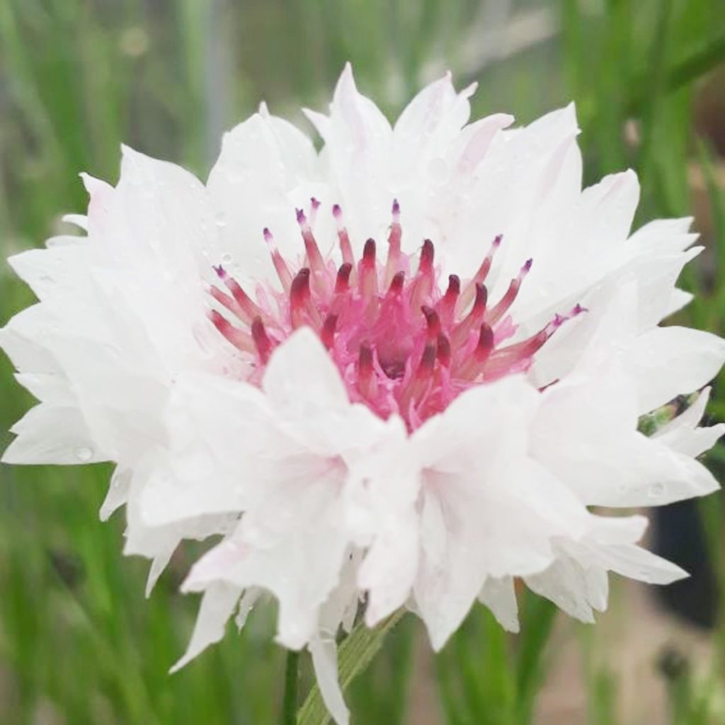 50 Pure White Cornflower Seeds - Welldales