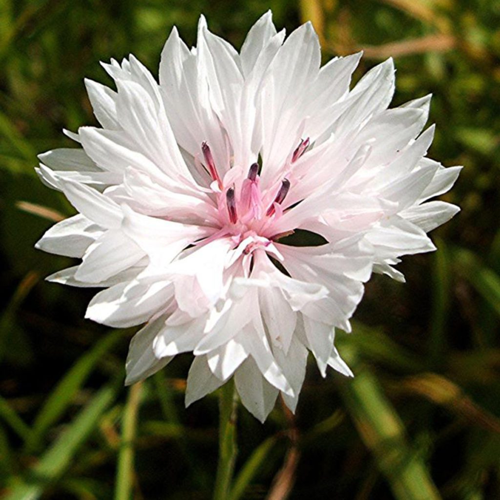50 Pure White Cornflower Seeds - Welldales