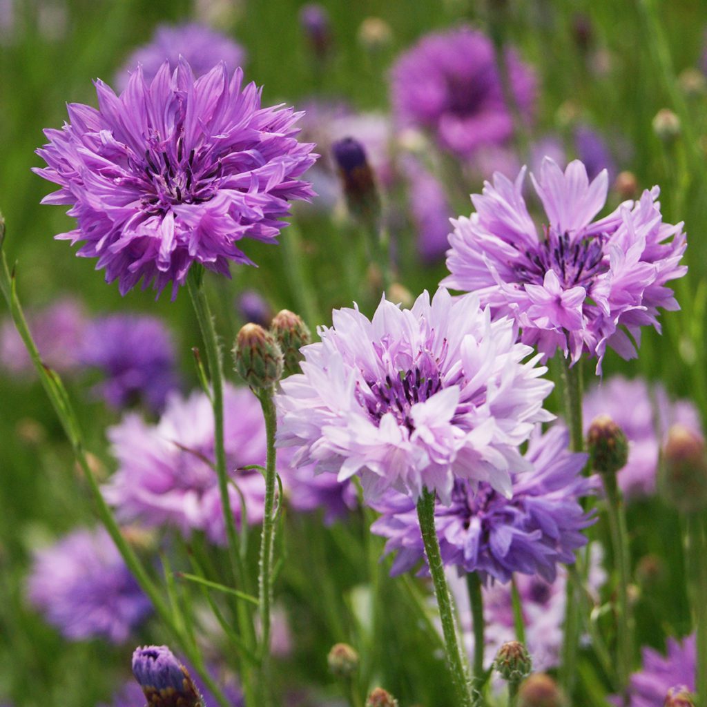 50 Silk Purple Cornflower Seeds - Welldales