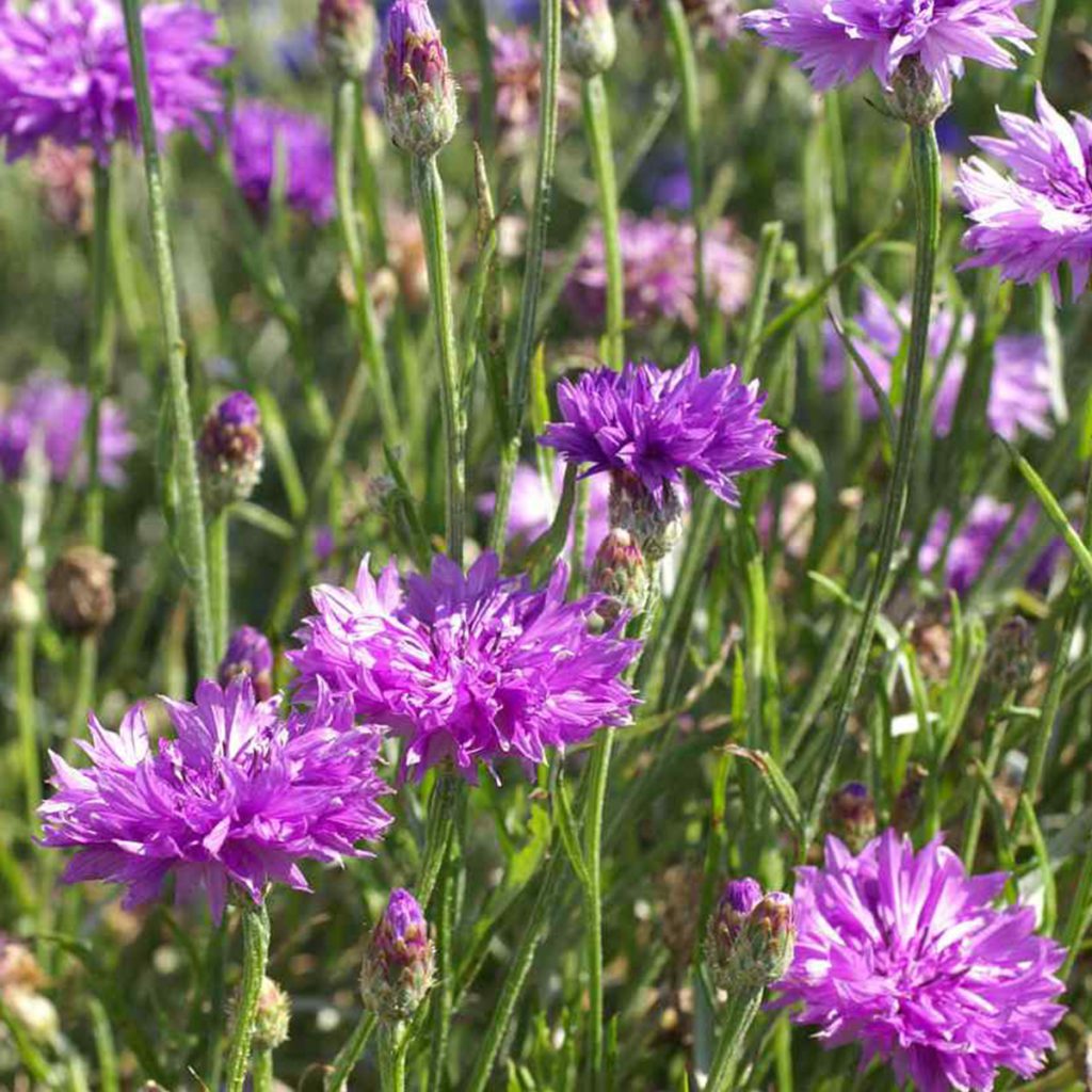 50 Silk Purple Cornflower Seeds - Welldales