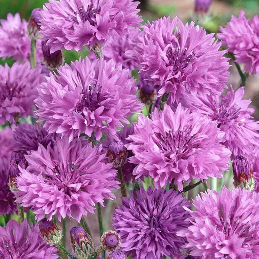 50 Silk Purple Cornflower Seeds - Welldales