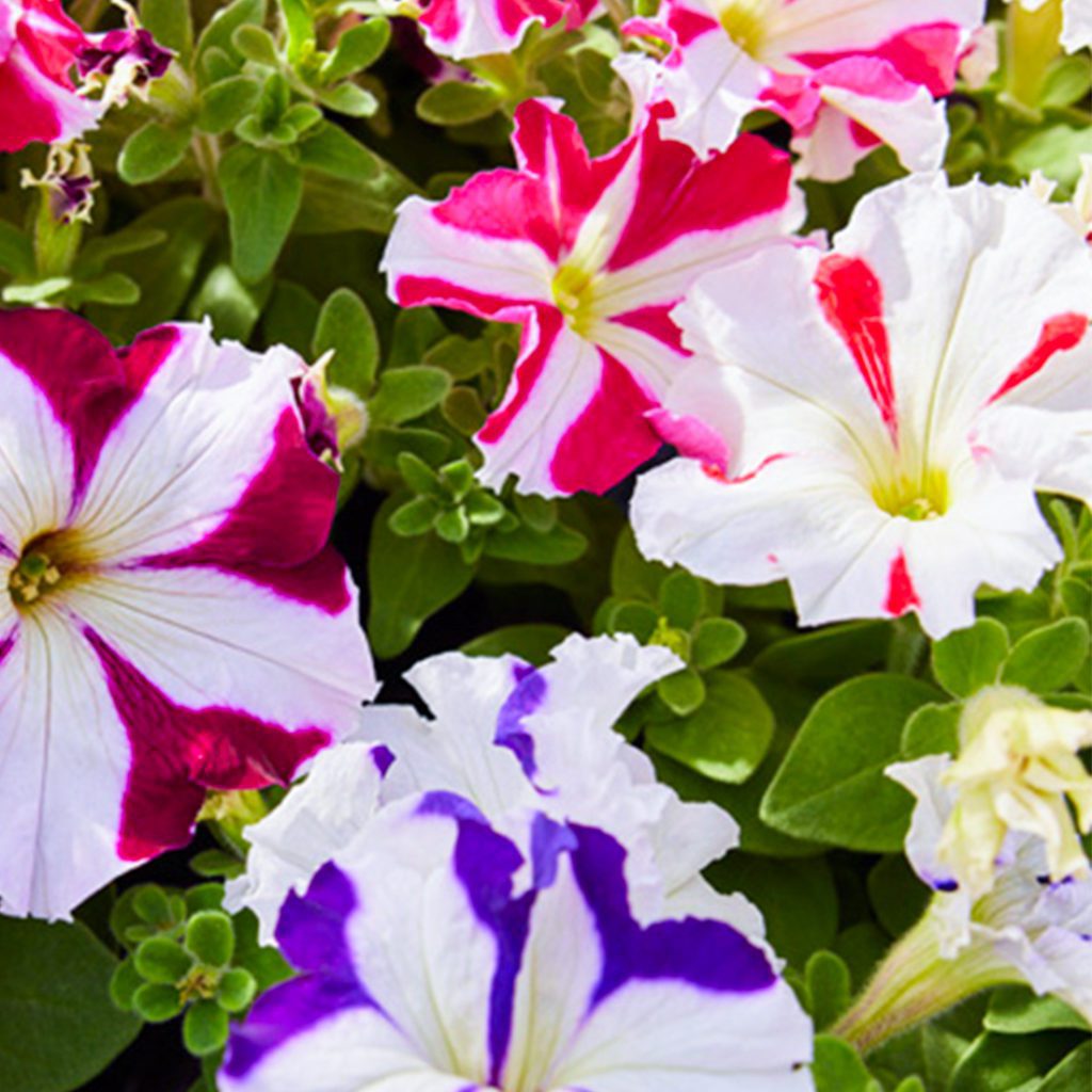 50 Trailing Petunia Double Mix Seeds - Welldales