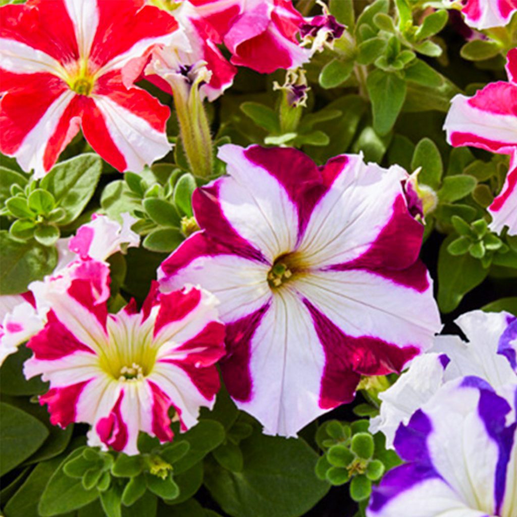 50 Trailing Petunia Double Mix Seeds - Welldales