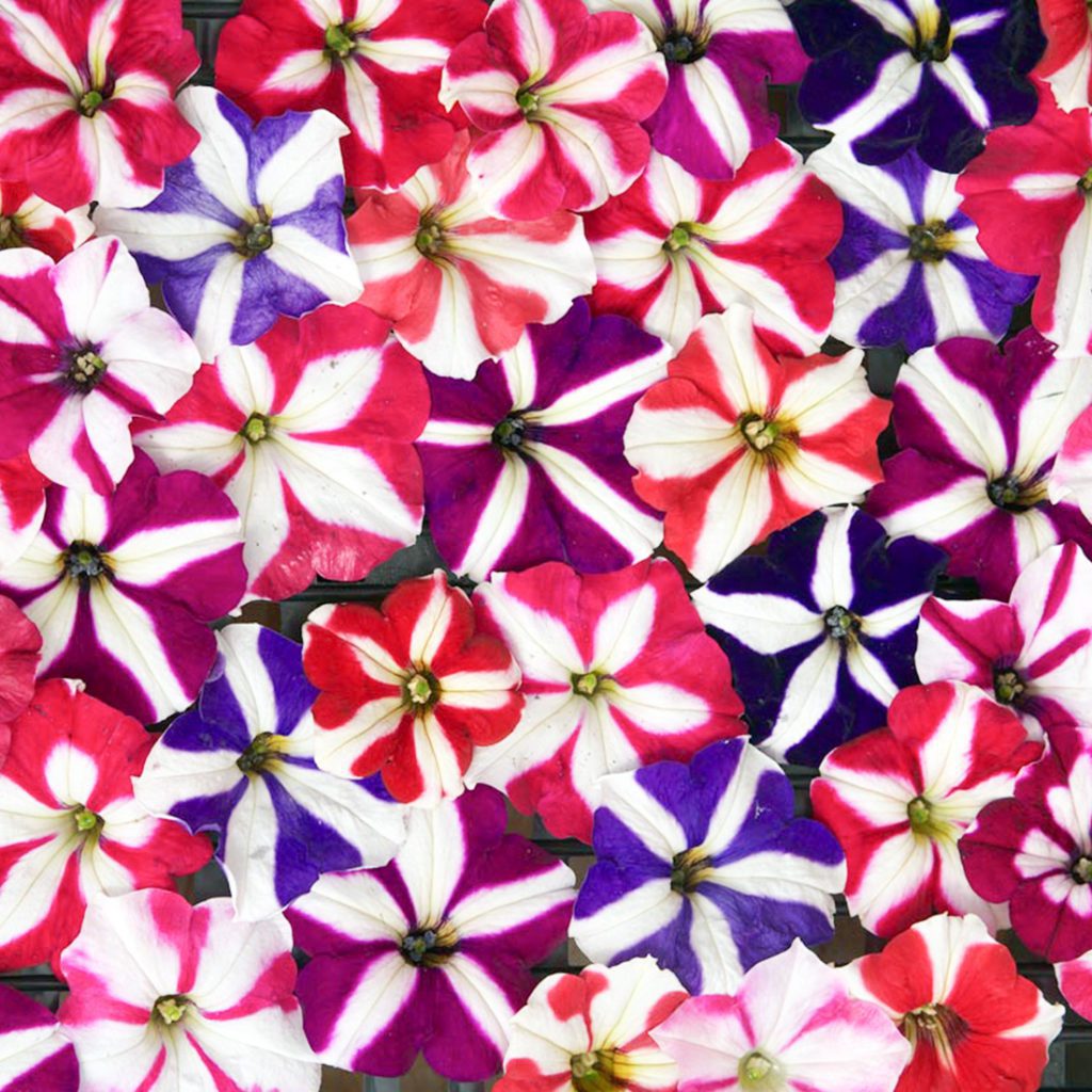 50 Trailing Petunia Double Mix Seeds - Welldales