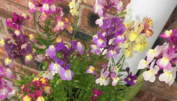 How to Sow Mixed Linaria Toadflax Seeds - Welldales