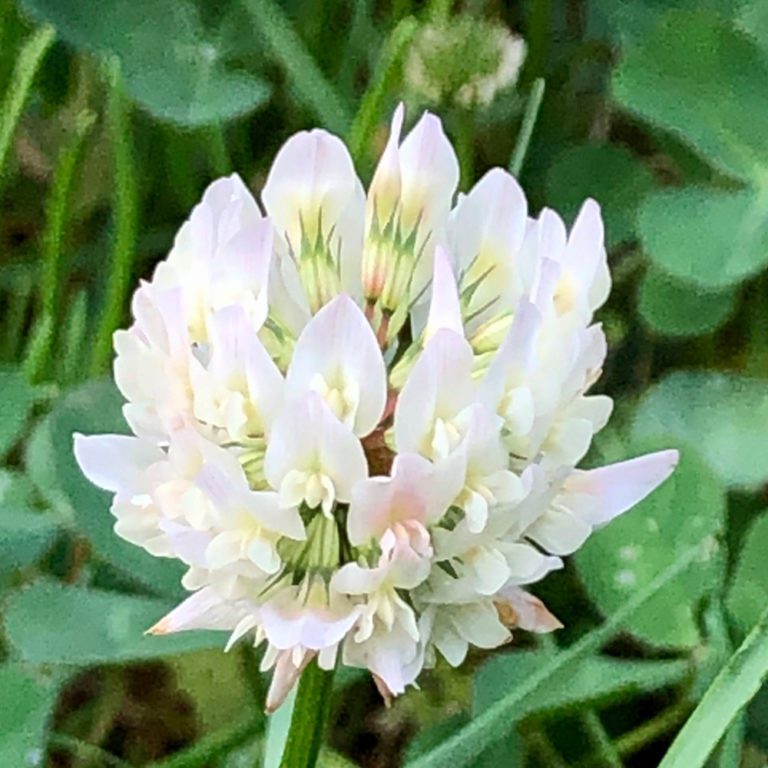 100 Wild White Clover Seeds - Welldales