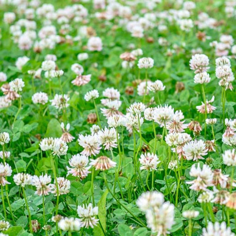 100 Wild White Clover Seeds - Welldales