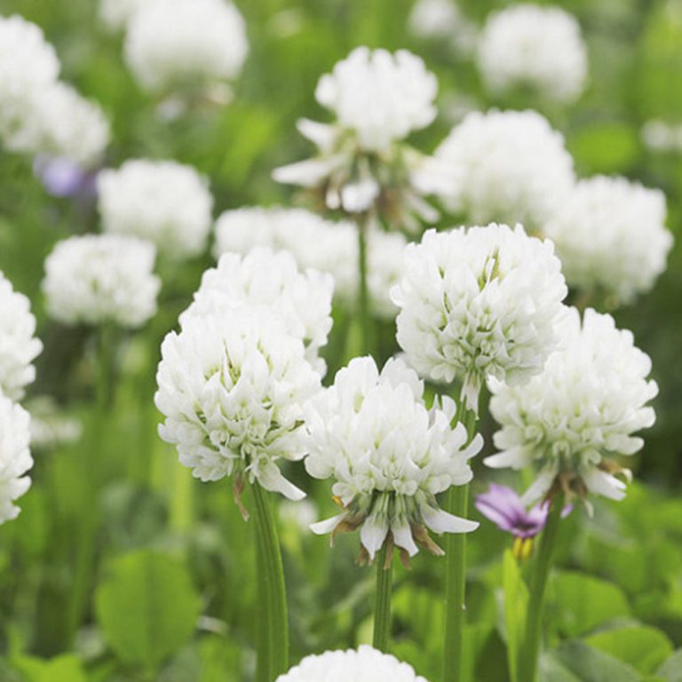 100 Wild White Clover Seeds - Welldales