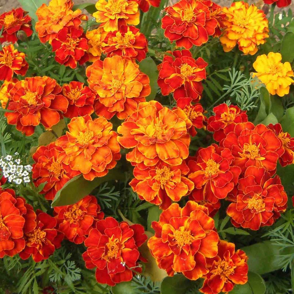 50 Double French Marigold Seeds - Welldales