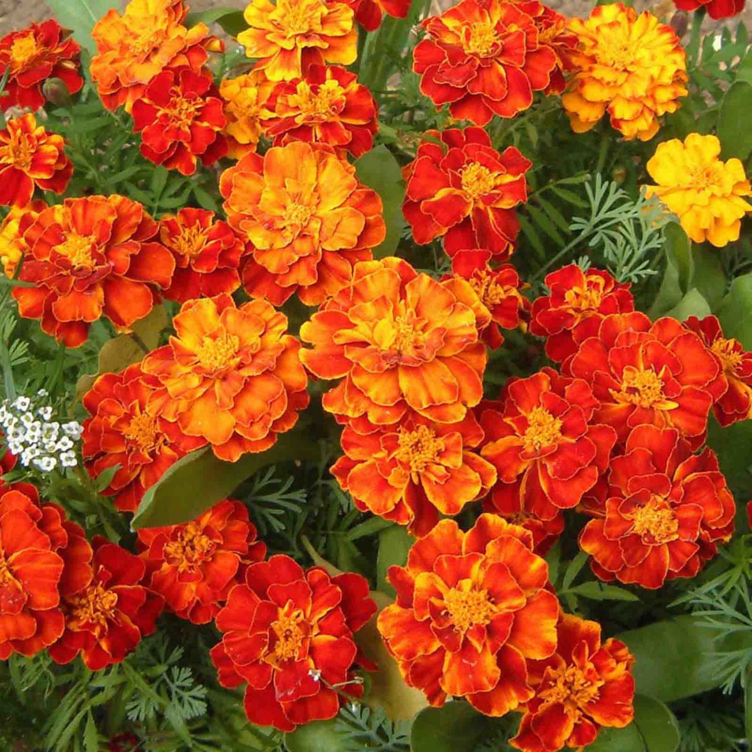 50 Double French Marigold Seeds - Welldales