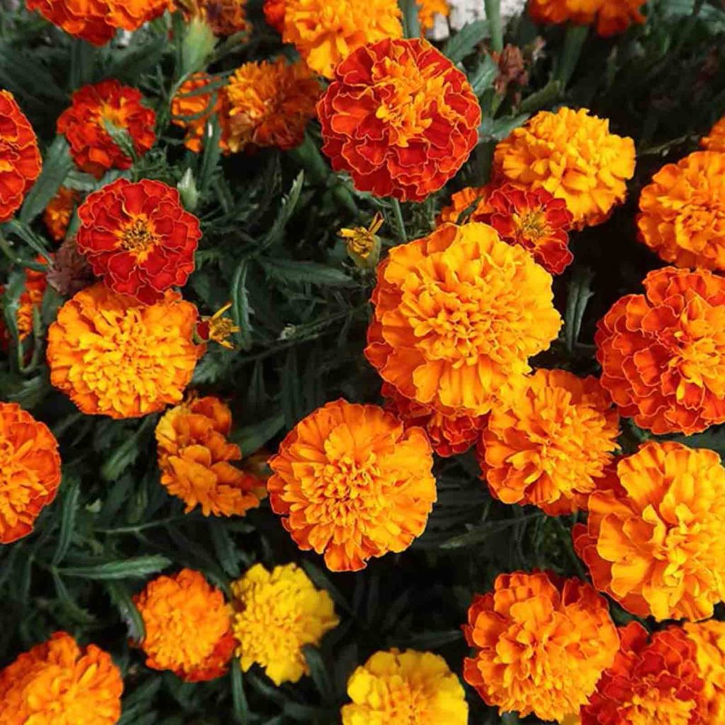 50 Double French Marigold Seeds - Welldales