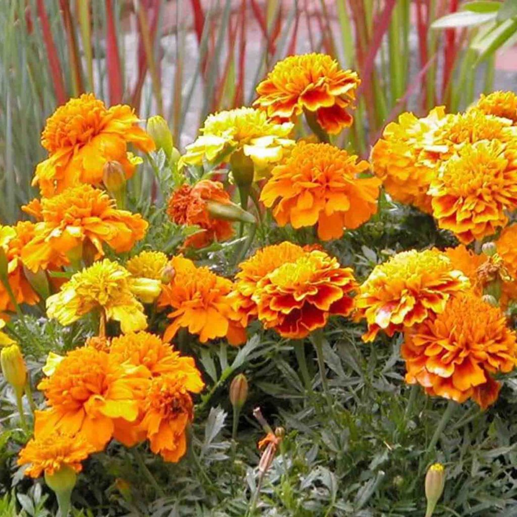 50 Double French Marigold Seeds - Welldales