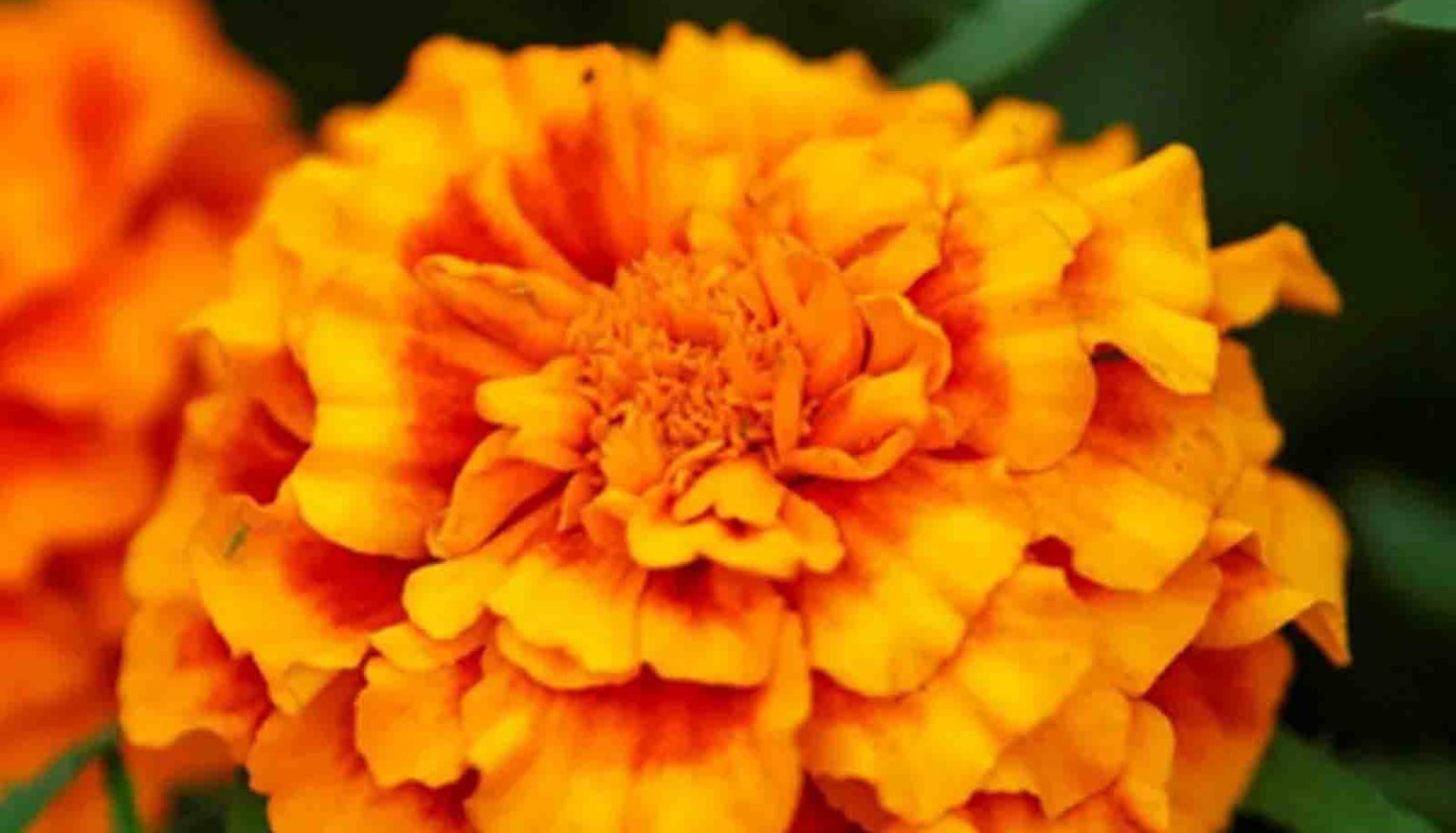 How to Sow Double French Marigold Seeds - Welldales
