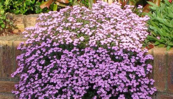 How to Sow Pink Creeping Soapwort Seeds - Welldales