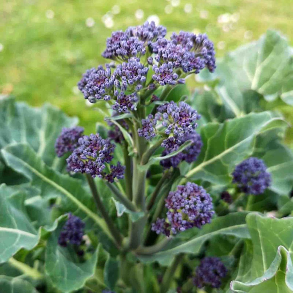 50 Purple Sprouting Broccoli Seeds - Welldales