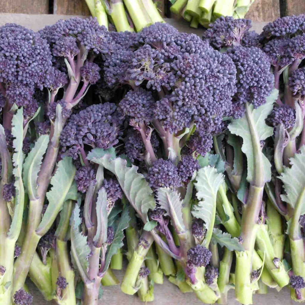 50 Purple Sprouting Broccoli Seeds - Welldales