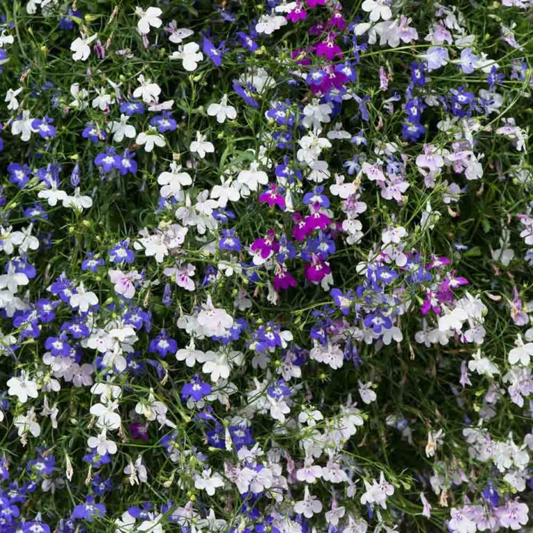 50 Trailing Lobelia Fountain Mix Seeds - Welldales