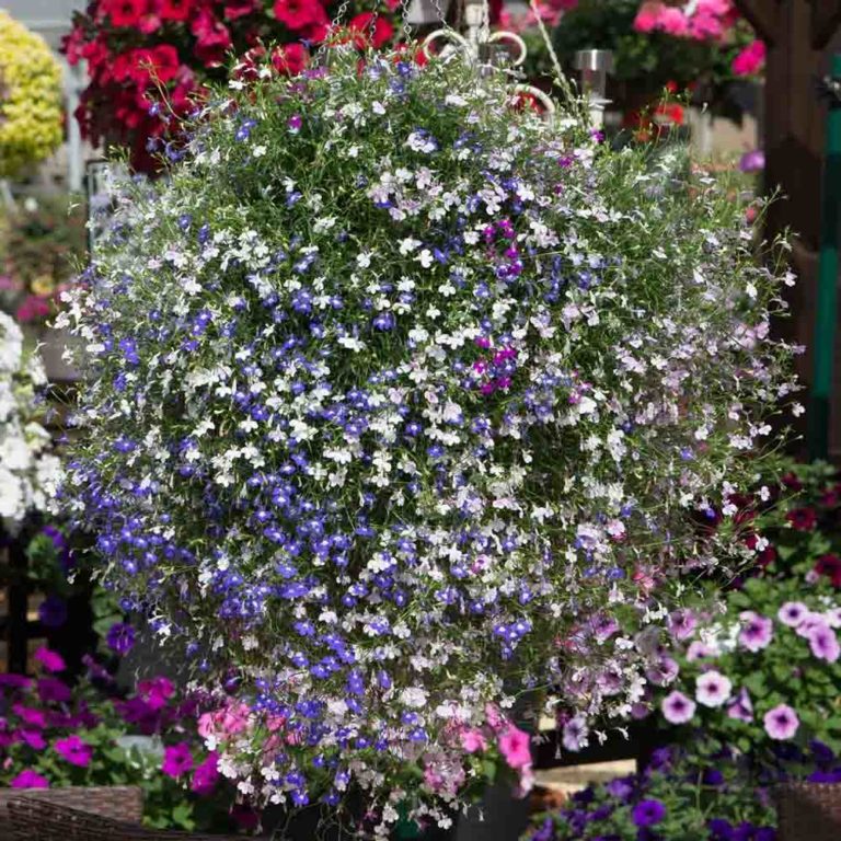 50 Trailing Lobelia Fountain Mix Seeds - Welldales
