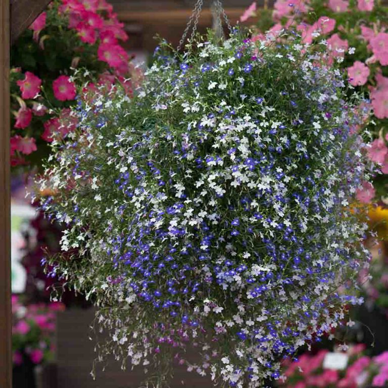 50 Trailing Lobelia Fountain Mix Seeds - Welldales