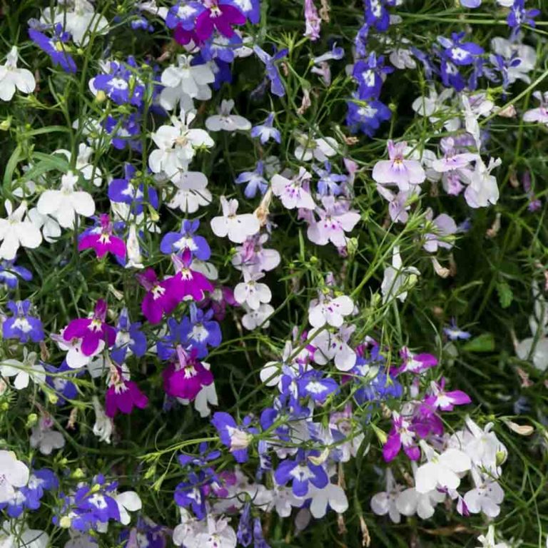 50 Trailing Lobelia Fountain Mix Seeds - Welldales