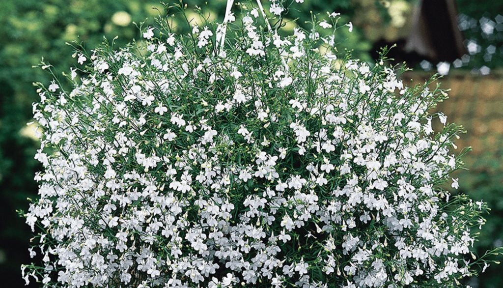 How to Sow White Cascading Lobelia Seeds - Welldales