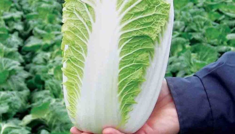How to Sow Giant Chinese Michihili Cabbage Seeds - Welldales
