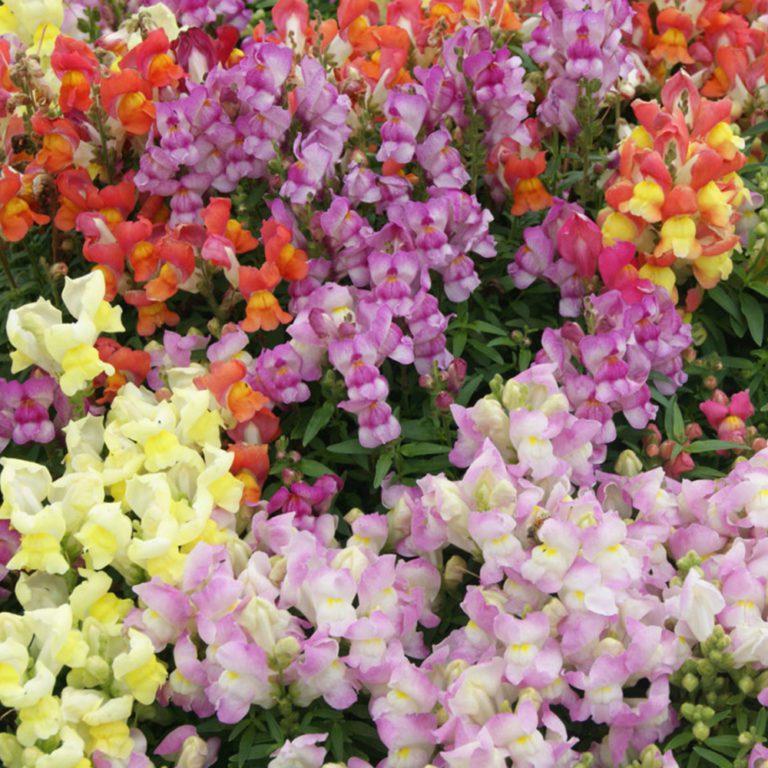100 Mixed Dwarf Snapdragon Seeds - Welldales