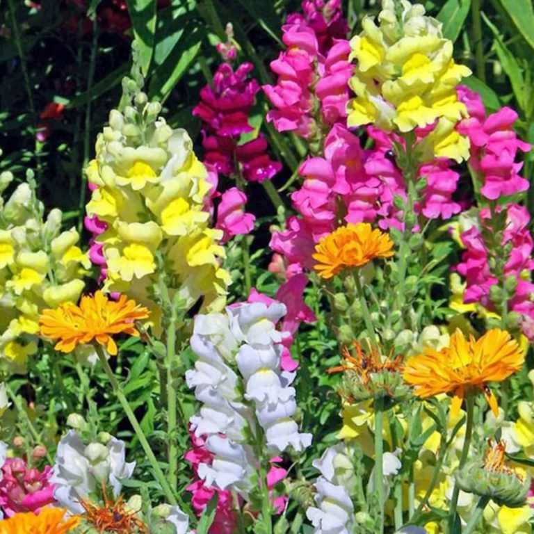 100 Mixed Dwarf Snapdragon Seeds - Welldales