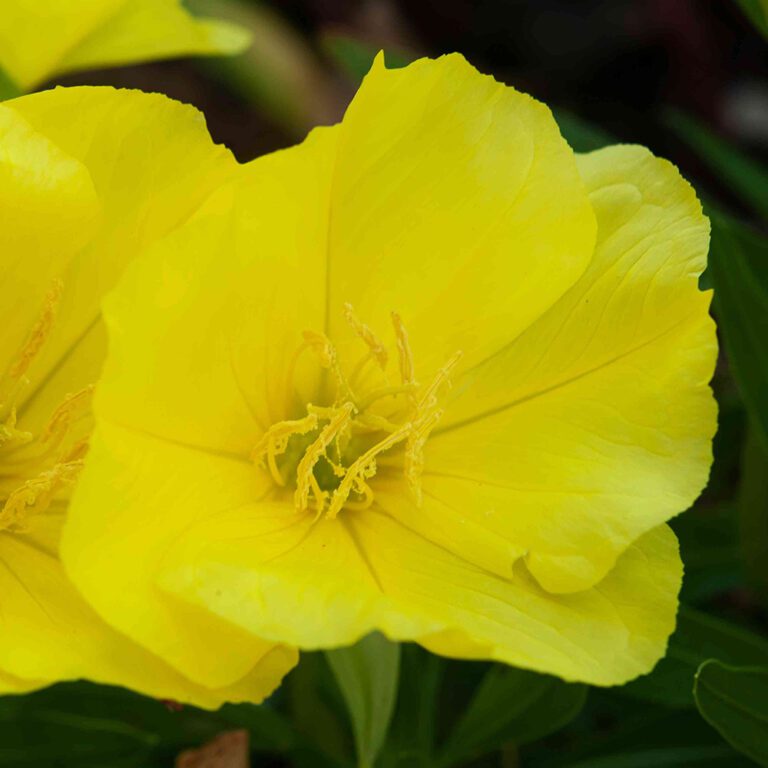 100 Yellow Evening Primrose Seeds - Welldales