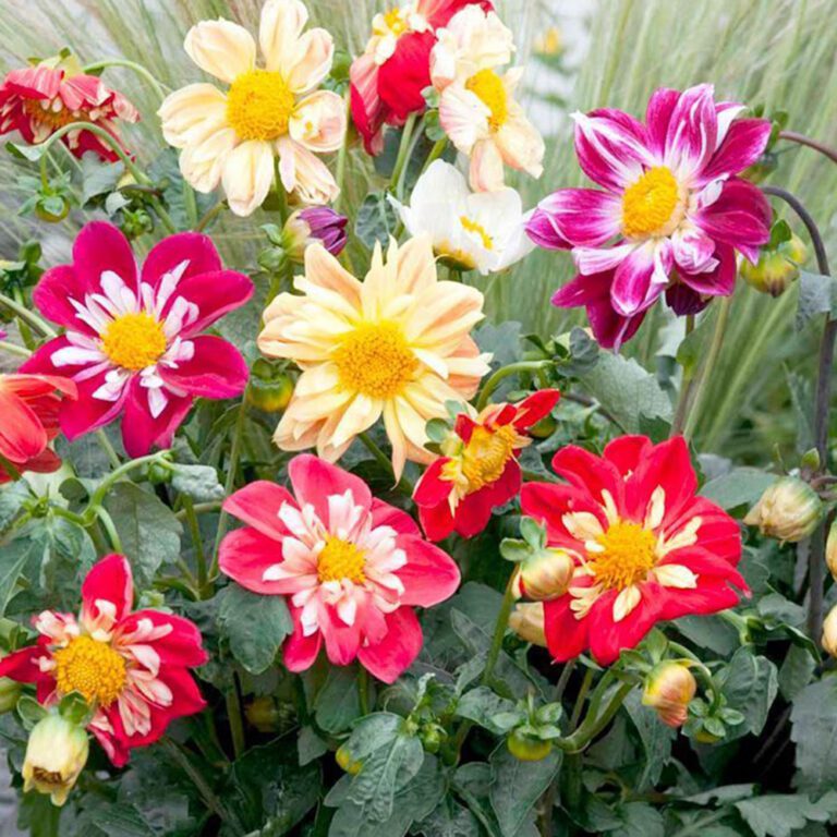 30 Mixed Dwarf Dandy Dahila Seeds - Welldales