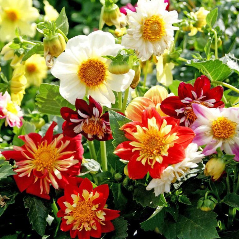 30 Mixed Dwarf Dandy Dahila Seeds - Welldales