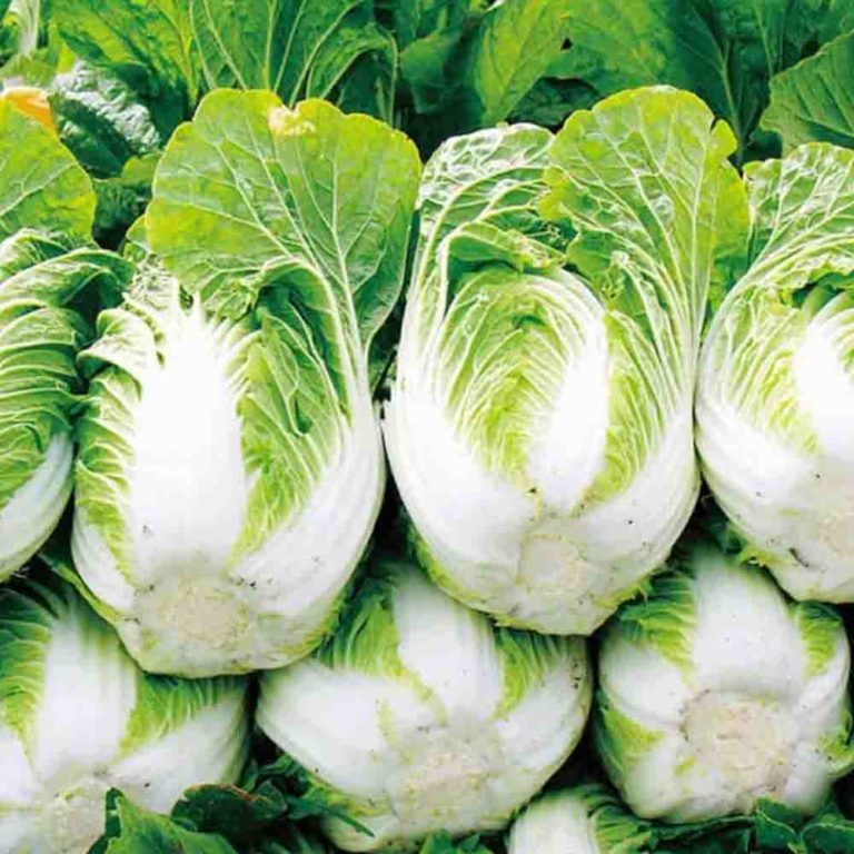 50 Giant Chinese Michihili Cabbage Seeds - Welldales