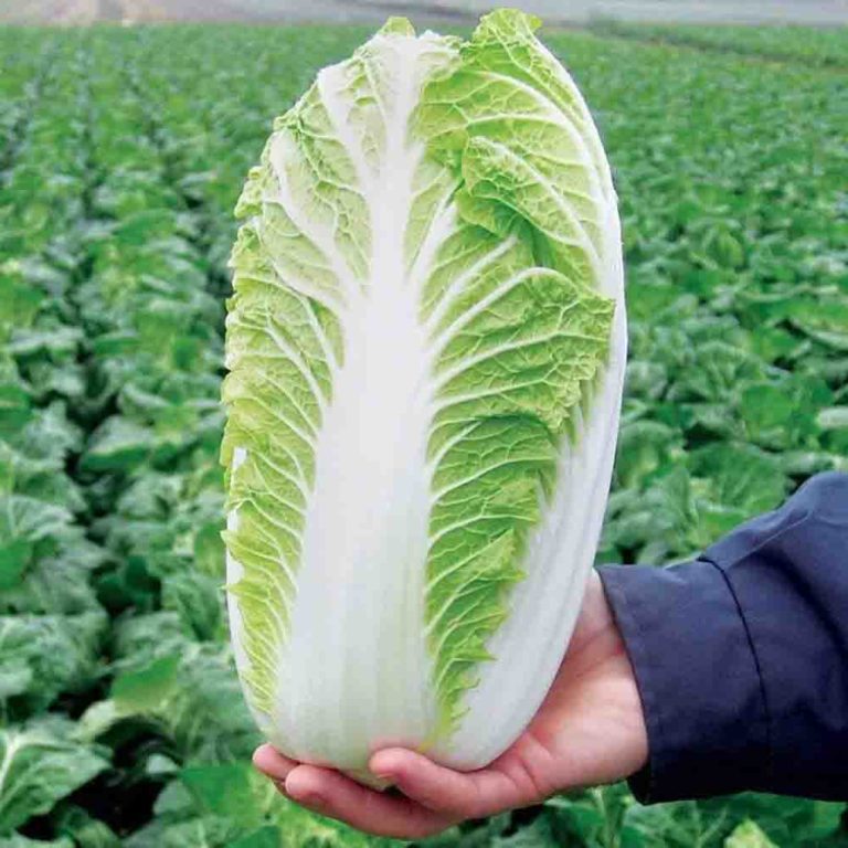 50 Giant Chinese Michihili Cabbage Seeds - Welldales