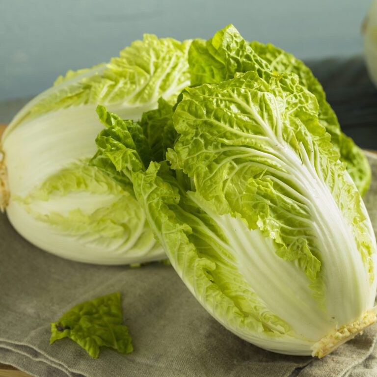 50 Giant Wong Bok Cabbage Seeds - Welldales